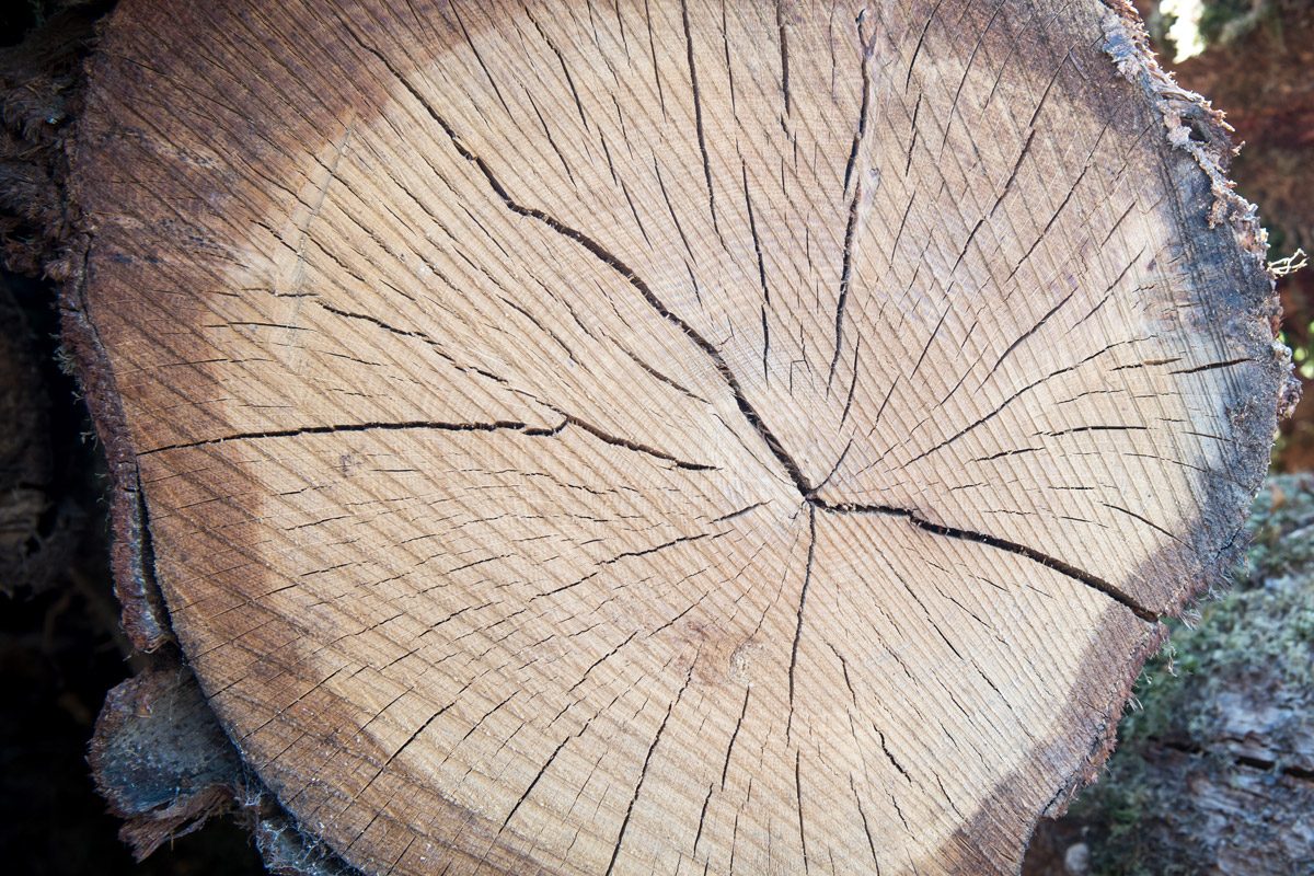 A Sustainable Approach | UK Hardwoods