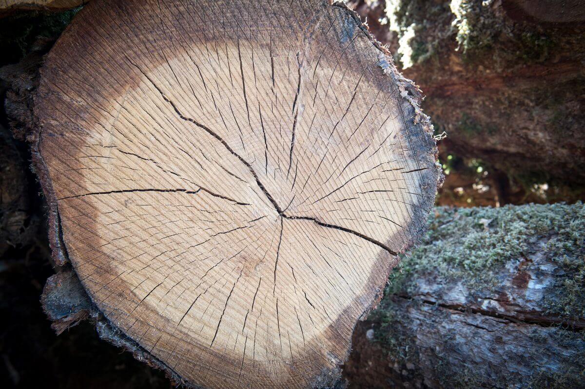 A comparison of British Timber: Oak, Chestnut and Ash as grown in the ...