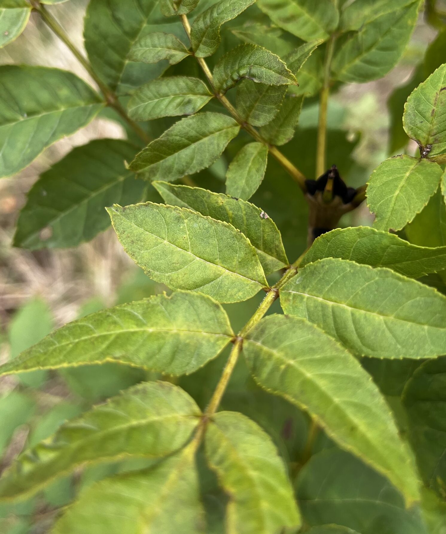 Ash dieback and its effect on our sawmill | UK Hardwoods